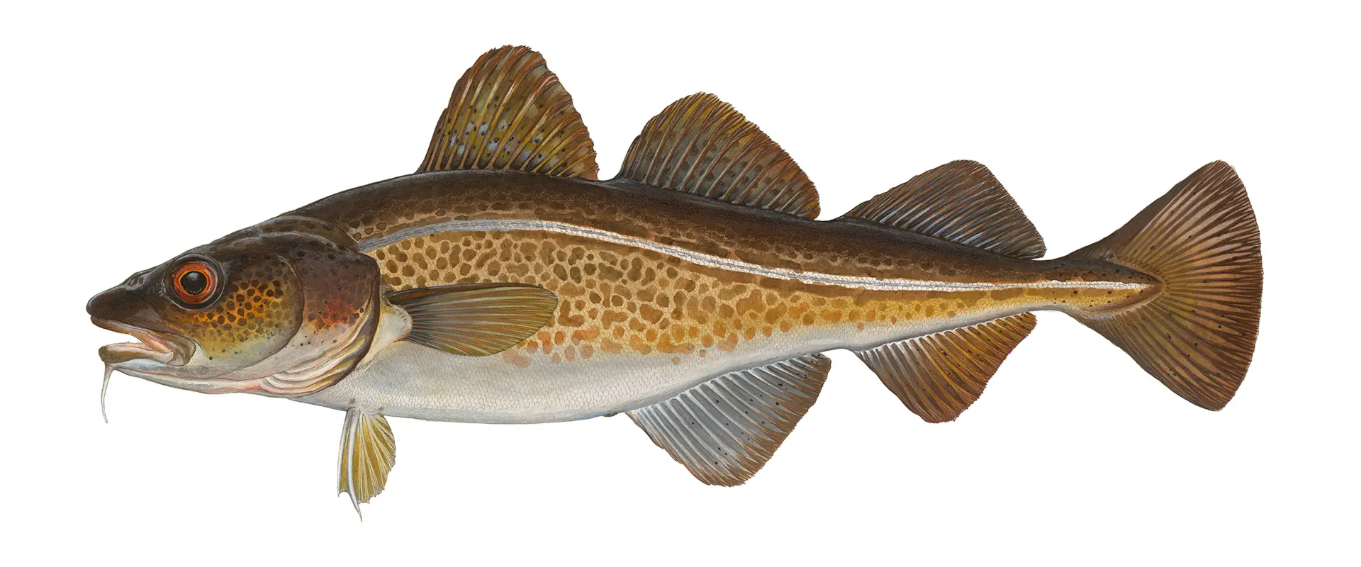 Der Dorsch ist „Fisch des Jahres 2024“ – Paderborner Angelverein 1886 e.V.